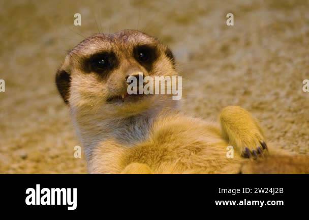 Meerkat snake Stock Videos & Footage - HD and 4K Video Clips - Alamy