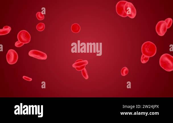 Red blood cells in vein Human blood 4K 3D Alpha Channel loop Animation ...