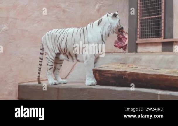 Tiger biting prey Stock Videos & Footage - HD and 4K Video Clips - Alamy
