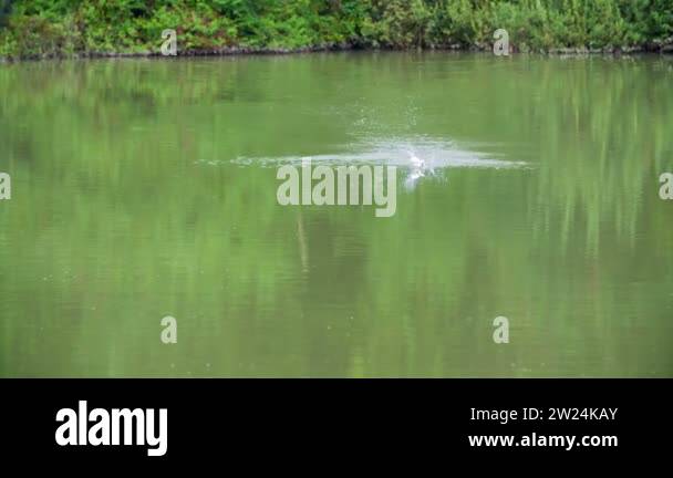 A fish has been caught during fishing. It is still alive. The day is ...