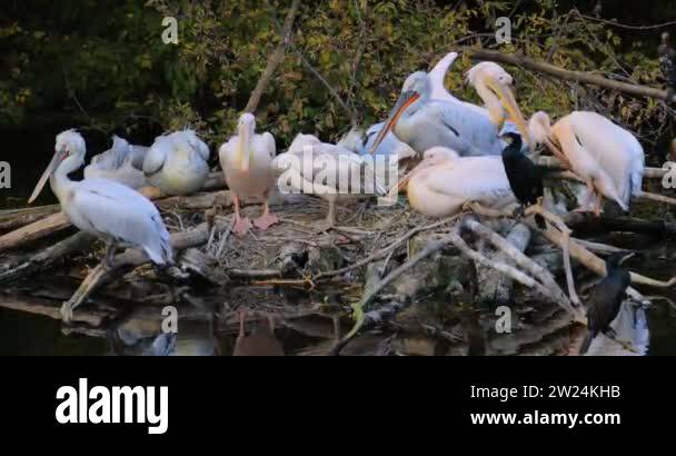 Dalmatian pelican (Pelecanus crispus) is the largest member of the ...