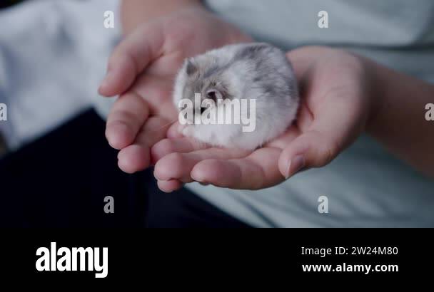 Gray hamster sitting on the hands of a little girl. Close up V2 Stock ...