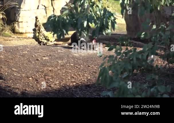 Tasmanian devil also known as marsupial devil and marsupial devil, lat ...