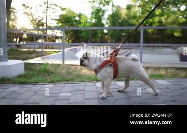 Side view of a pug Stock Videos & Footage - HD and 4K Video Clips - Alamy