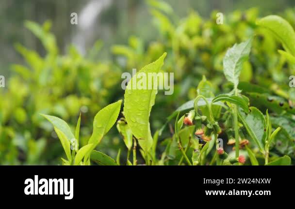 Closeup 4k video of top green tea leaves getting wet while raining on ...