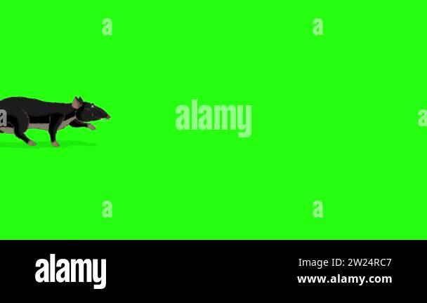 Cartoon black rat Stock Videos & Footage - HD and 4K Video Clips - Alamy