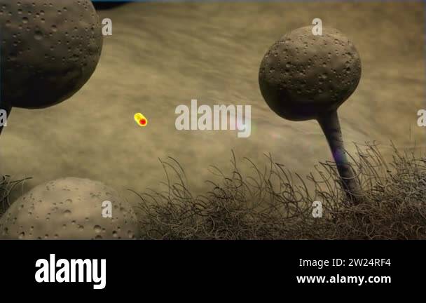 antibiotic action on the fungus infections, antibiotic and fungal ...