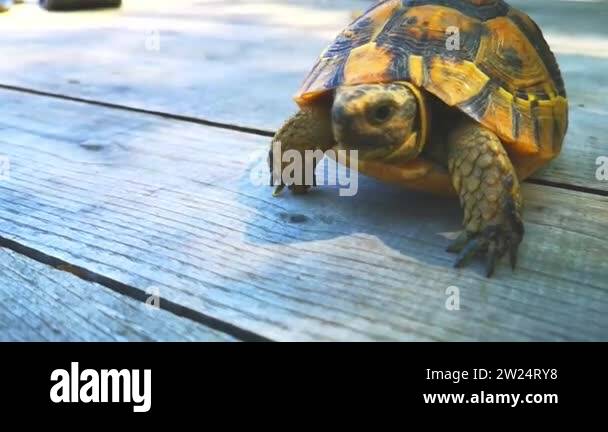 Nature animals Stock Videos & Footage - HD and 4K Video Clips - Alamy