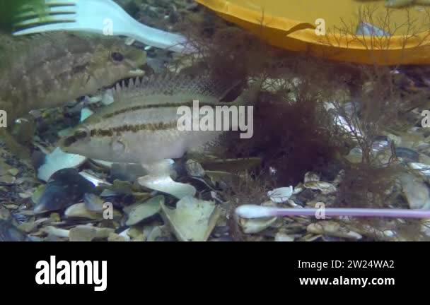 Plastic pollution of the sea: wrasse fish among plastic trash on the ...