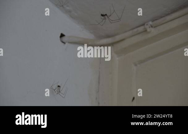 Spiders eight legs Stock Videos & Footage - HD and 4K Video Clips - Alamy