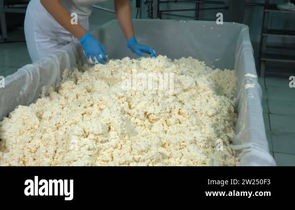 Cheese Factory Employee Looking After a Fresh Brined Cheese at Local ...
