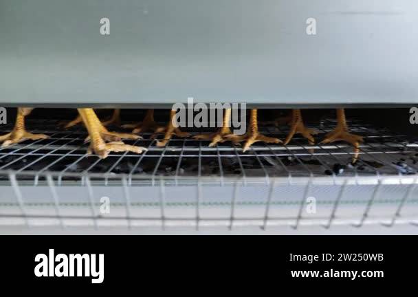 Chicken farm for egg production. Birds on the farm. Equipment for ...