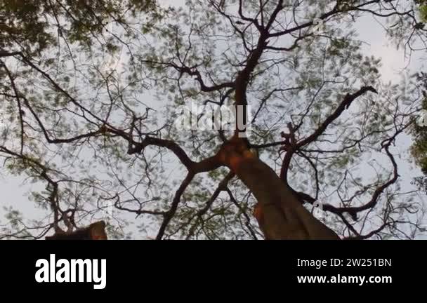 Backgrounds tree texture Stock Videos & Footage - HD and 4K Video Clips ...