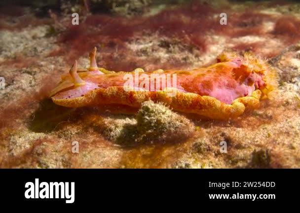 Nudibranchs, the Spanish dancer. Exciting night diving off the ...
