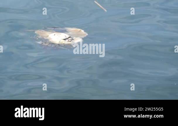 Corpse of bird in ocean water. Dead seabird as symbol of environmental ...