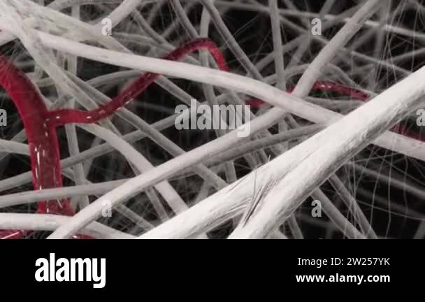 Tendons system Stock Videos & Footage - HD and 4K Video Clips - Alamy