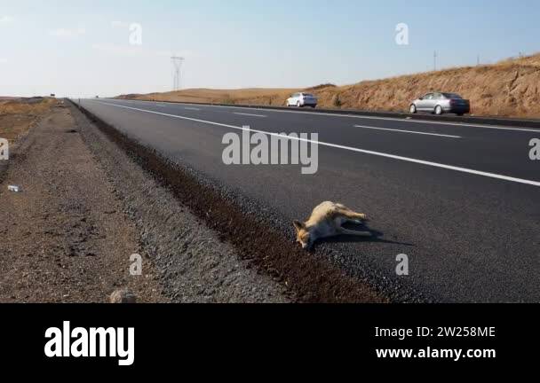 The fox killed by a car crash on the roadside, the fox killed by the ...