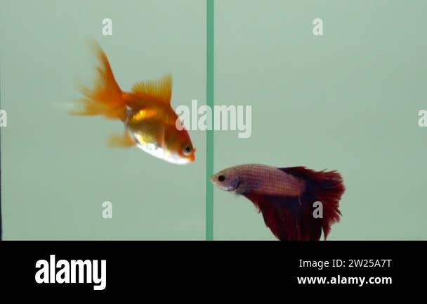 Gold fish and Siamese fighting fish Betta together in the tank swim to ...