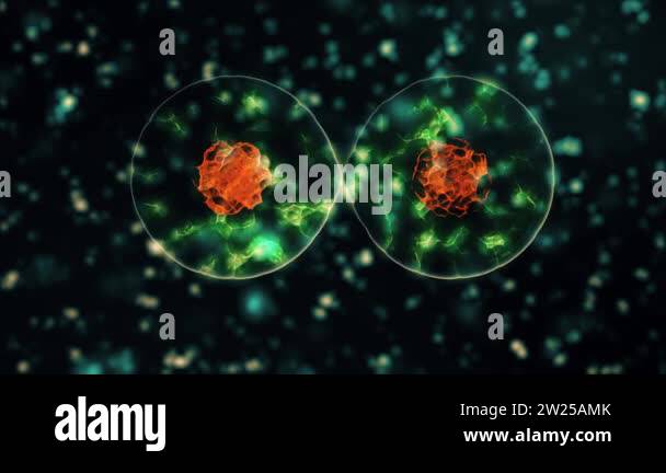 Virus coronavirus 2019-nCoV infection visualization. Pathogen cells ...
