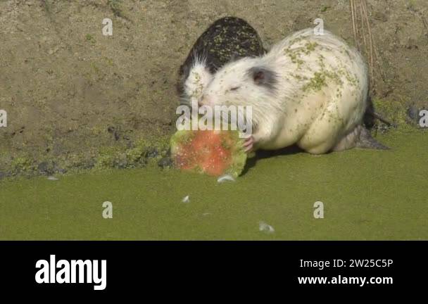 Animal nutria in the wild. Behavior and lifestyle of animal nutria in ...