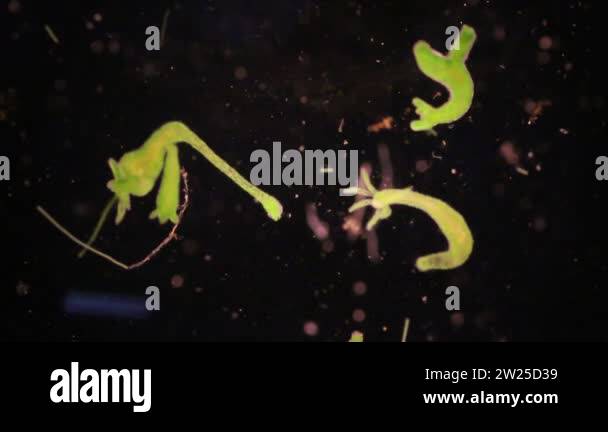 Hydra is a genus of small, fresh-water animals of the phylum Cnidaria ...