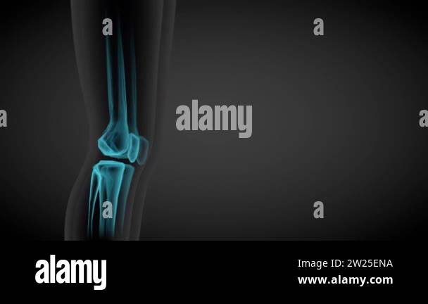 2 different 3D seamless looping animations in 1, female body side view ...