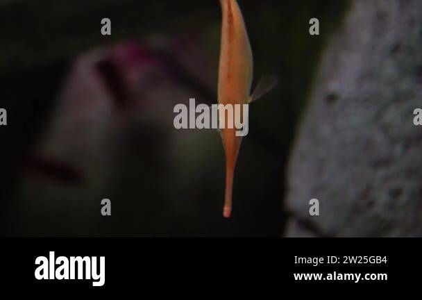 Snipe snout Stock Videos & Footage - HD and 4K Video Clips - Alamy