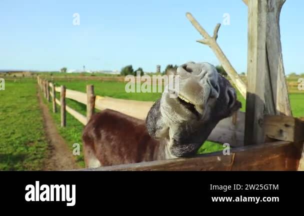 Donkey teeth Stock Videos & Footage - HD and 4K Video Clips - Alamy