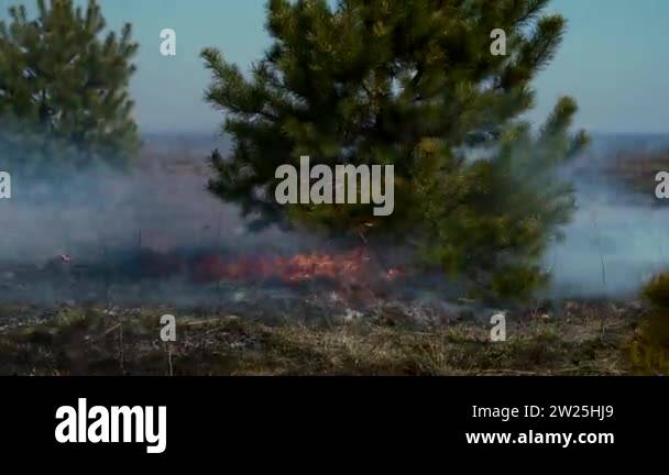 shot from close up. Coniferous small tree is burning. Flame Pine tree ...