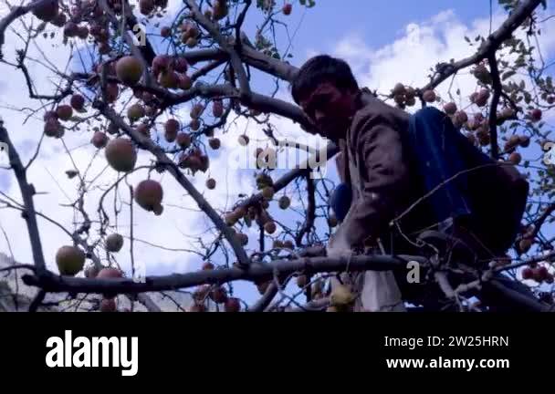 Devon apple tree Stock Videos & Footage - HD and 4K Video Clips - Alamy