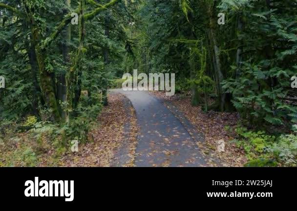 Scary trail Stock Videos & Footage - HD and 4K Video Clips - Alamy