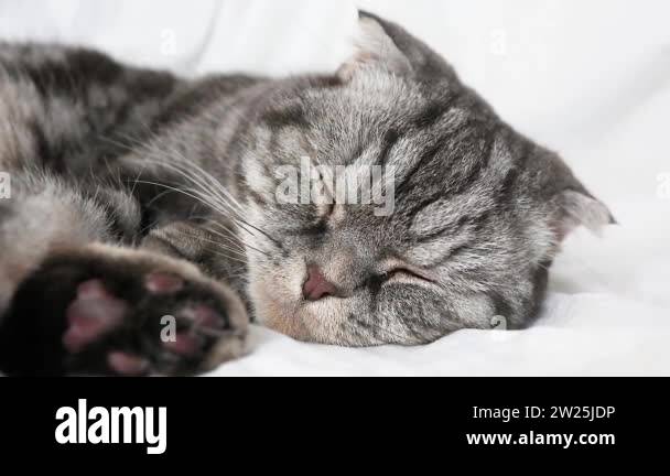The gray Scottish fold cat lies on the bed, slowly opens its eyes. The ...