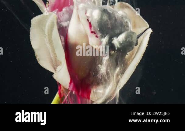 Flower ink splash Stock Videos & Footage - HD and 4K Video Clips - Alamy