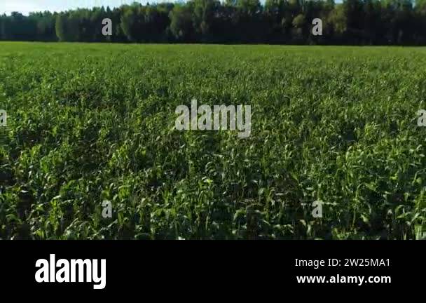 Aerial view of green corn crops field from drone in sunny summer day ...