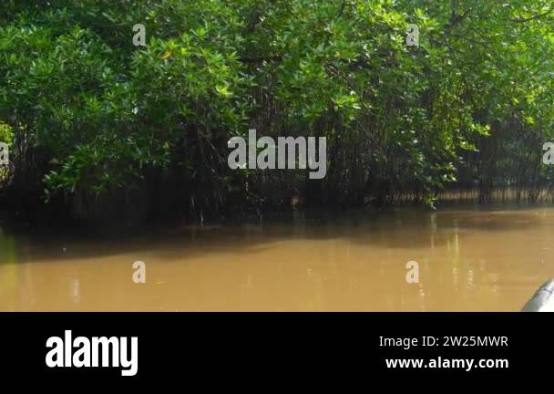 Beautiful mangrove tree Stock Videos & Footage - HD and 4K Video Clips ...