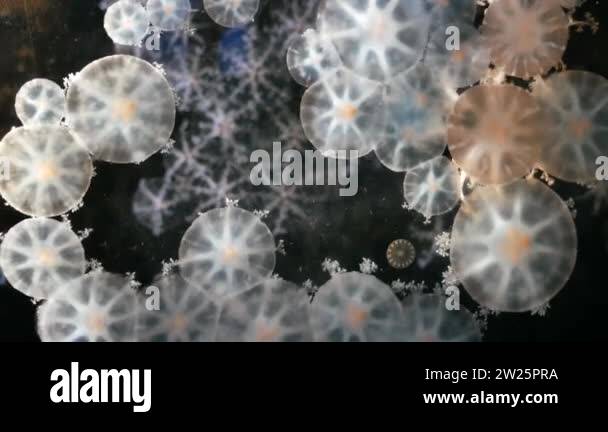 Close-up Jellyfish, Medusa in fish tank with neon light. Jellyfish is ...