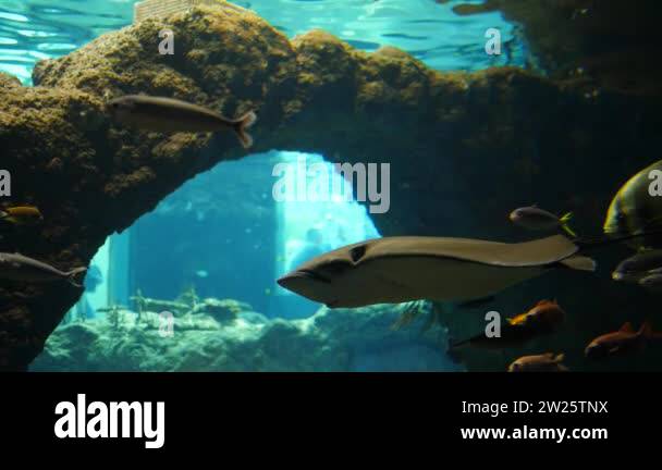 Torpedo fish Stock Videos & Footage - HD and 4K Video Clips - Alamy