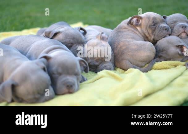 Raising American Bully puppies. Sleeping in the yard on the grass of ...