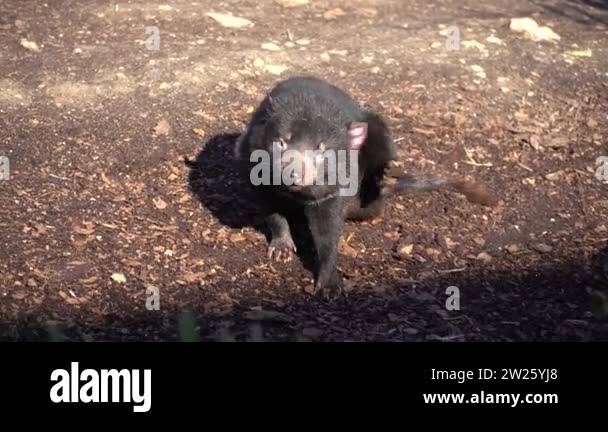 Tasmanian devil also known as marsupial devil and marsupial devil, lat ...