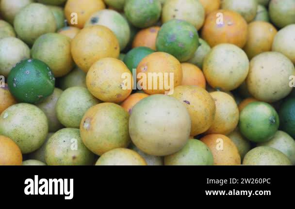 Fresh limes harvesting, green and yellow limes fruit pile in organic ...