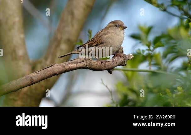 Female sparrow hawk eating Stock Videos & Footage - HD and 4K Video ...