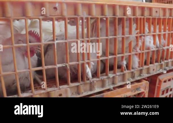 Chickens in cage in poultry farm, close up. Group of Breeding broiler ...
