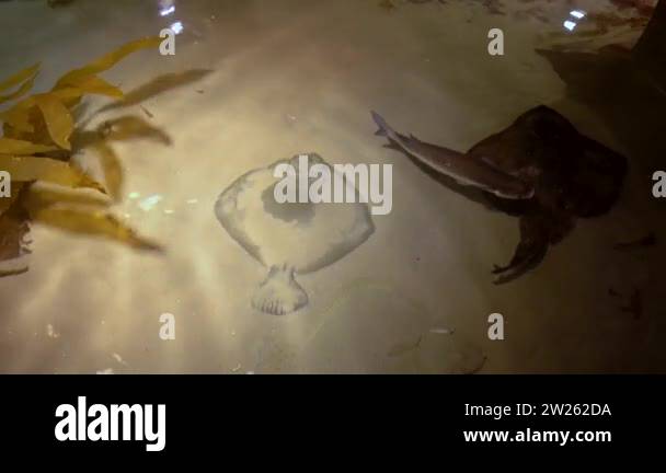 Sea fish swimming in the pool, floating mullet, swimming and lying on ...