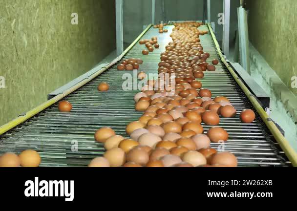 Chicken farm for egg production. Birds on the farm. Equipment for ...