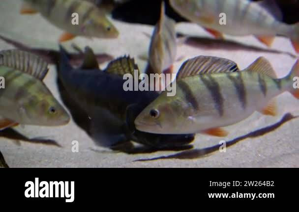 European perch perca fluviatilis underwater Stock Videos & Footage - HD ...
