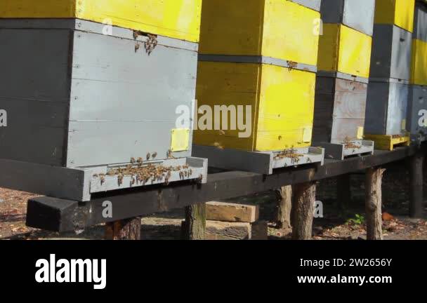 Row of beehives on wooden pillars lifted up, apiary, Bee farm.Wooden ...