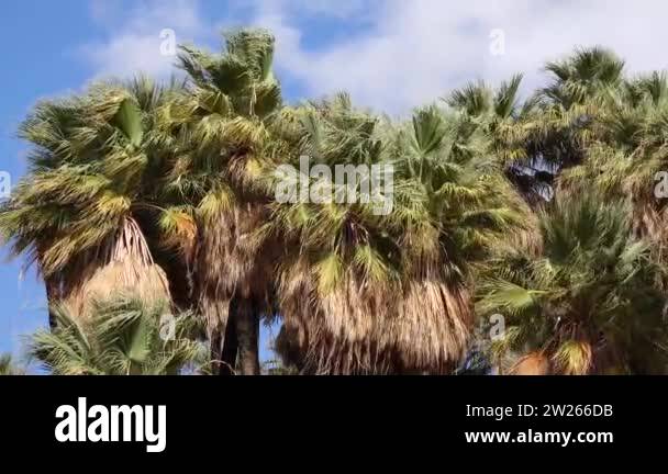 Coachella valley palm trees Stock Videos & Footage - HD and 4K Video ...