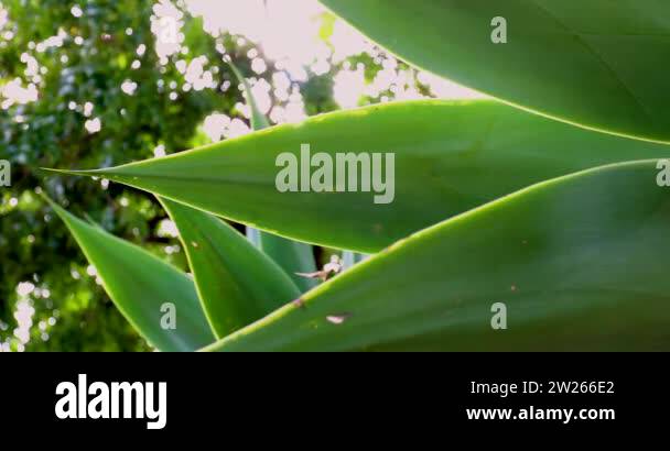 Botany flora natural nature Stock Videos & Footage - HD and 4K Video ...