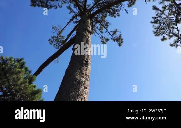 African tree african trees Stock Videos & Footage - HD and 4K Video ...