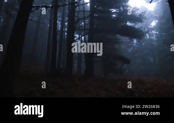 Dark haunted trees Stock Videos & Footage - HD and 4K Video Clips - Alamy